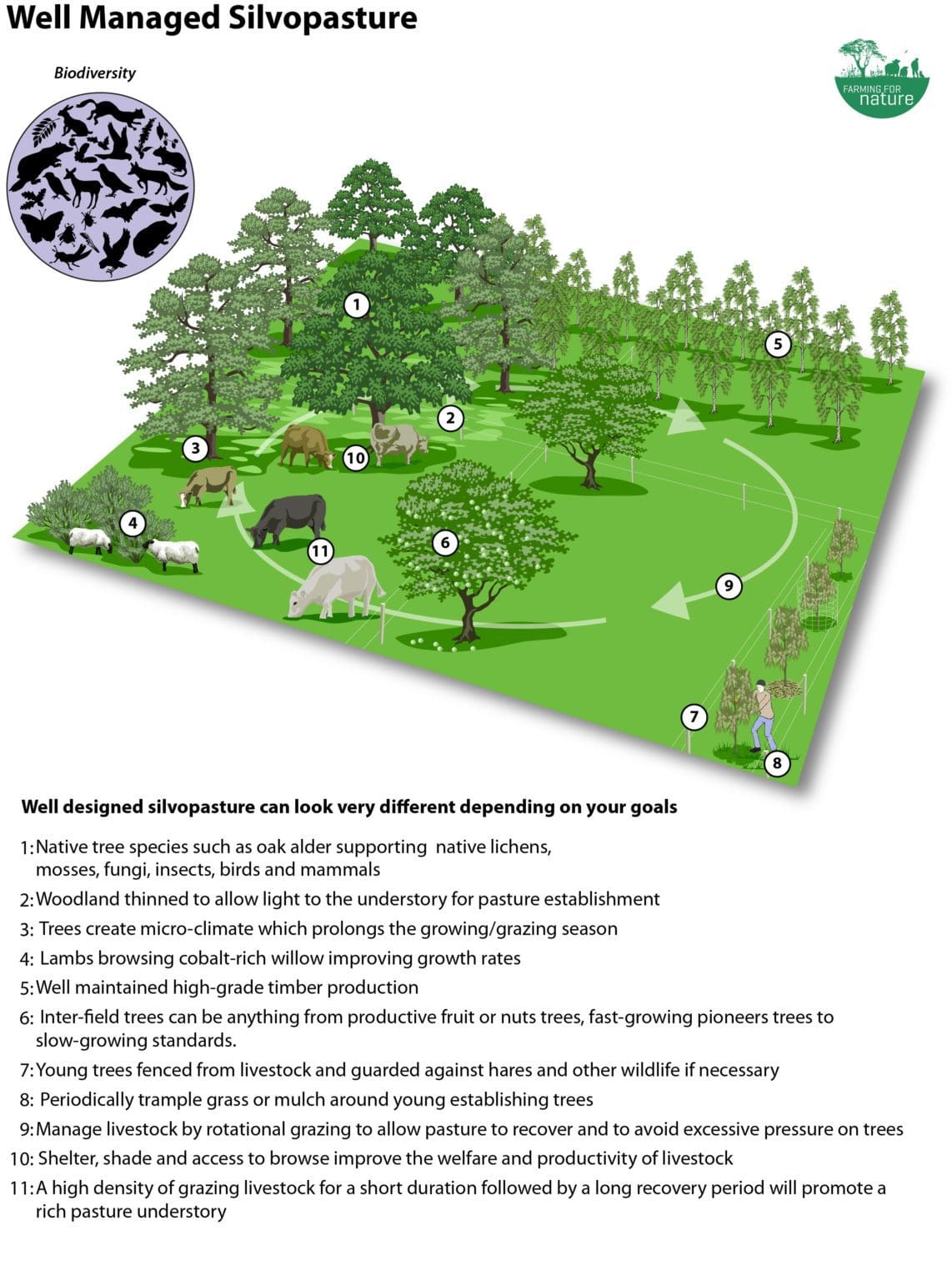Agroforestry & Silvopasture - Farming for Nature