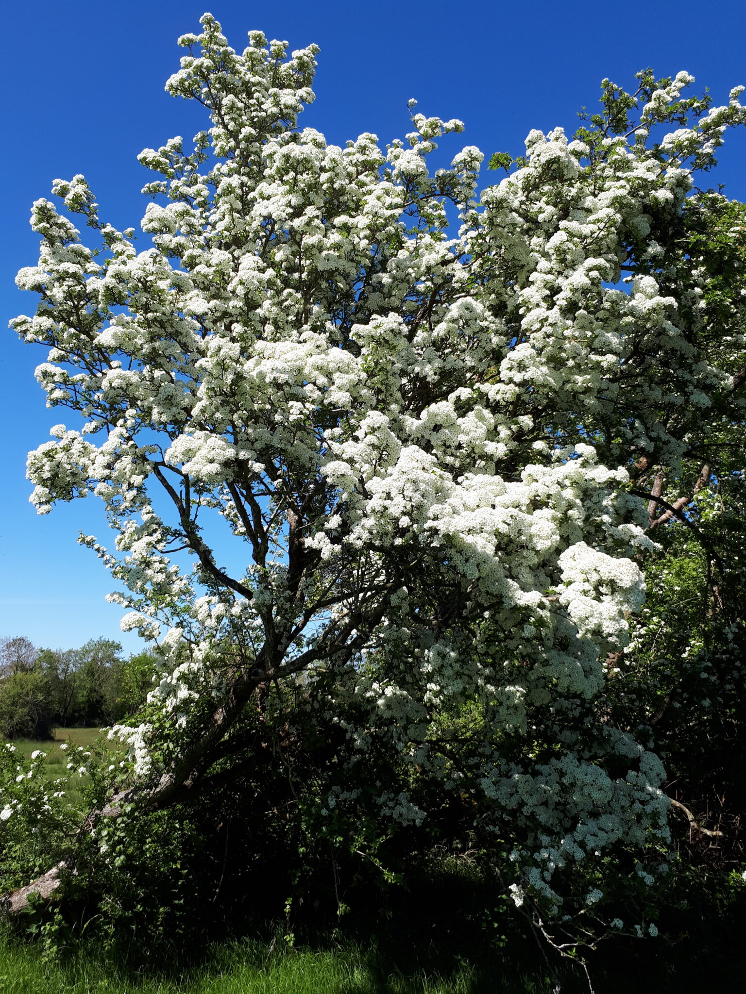 Hedgerows - Farming for Nature